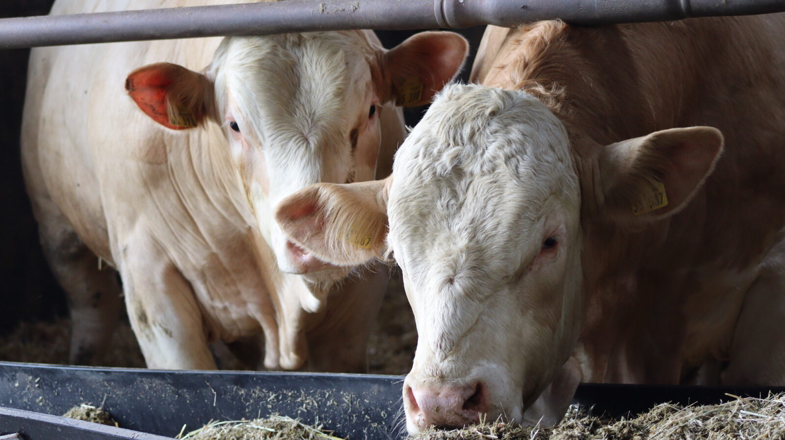 START - BEEF BY DERLET